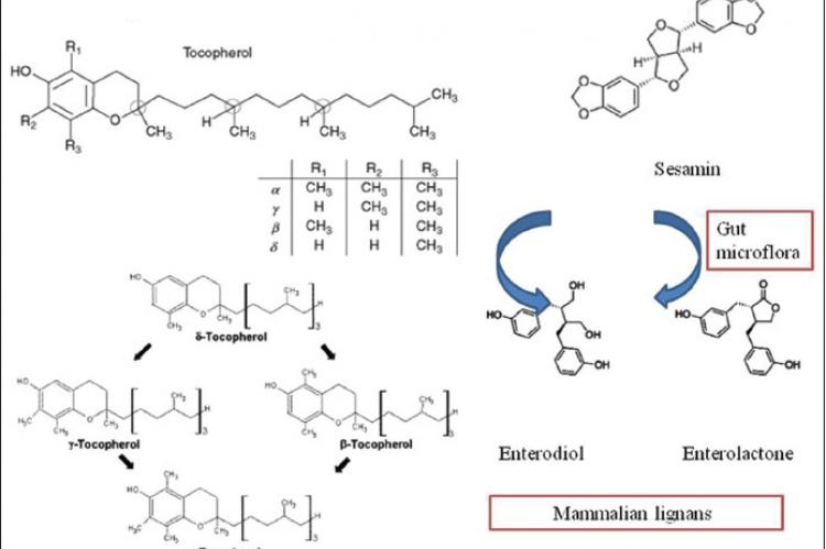 Costus speciosus: Traditional Uses, Phytochemistry, and Therapeutic ...